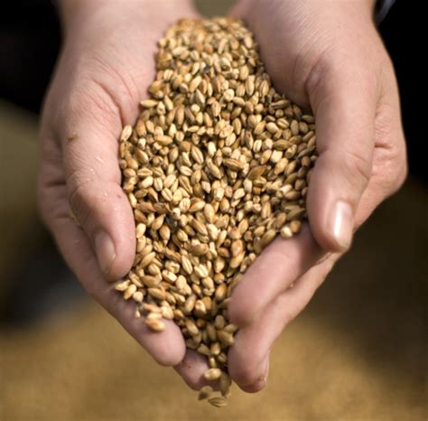 Malt Definition Beer At Erin Page Blog