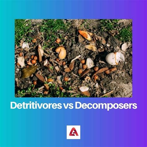 What Is The Difference Between Producer And Decomposer At Yolanda Johnson Blog