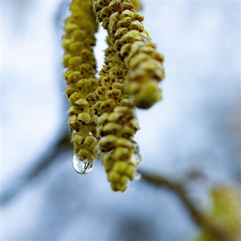 How Do Hazel Trees Prepare For Sex Mean Green Garden
