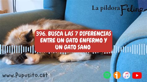 396 Busca Las 7 Diferencias Entre Un Gato Enfermo Y Un Gato Sano