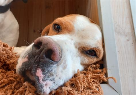 Elsa Pointers In Need English Pointer Rescue And Rehoming