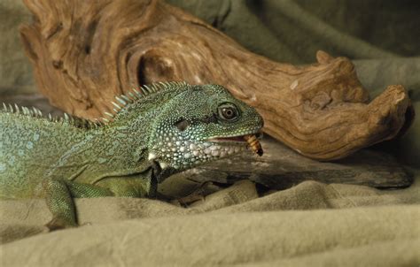 Lizard Eating Insect