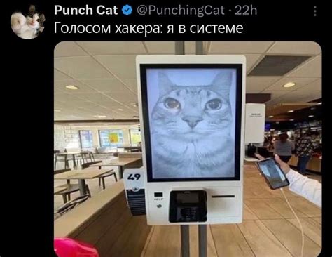 ﻿punch Cat О Punchingcat • 22h г Голосом хакера я в системе картинки с надписями котэ