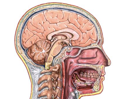 Anatomy Lab 8 Diagram Quizlet