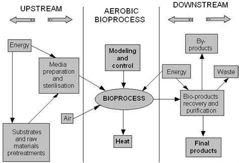 Characteristic Flow Chart For Biotechnology Centred On Bioprocess Download Scientific Diagram