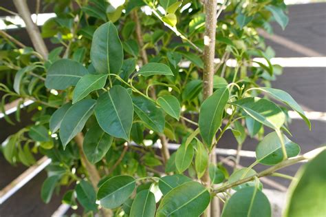 ソヨゴ株立 樹高1 80m 常緑ヤマボウシなどの庭木なら植木の通販スカイグリーン
