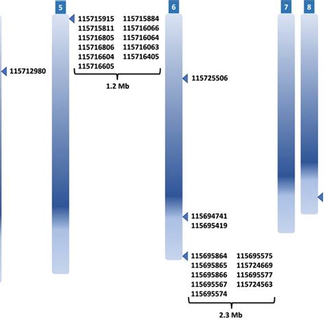 Genomic Localization Of Mts And Sts Gene Loci Ncbi Locus Numbers