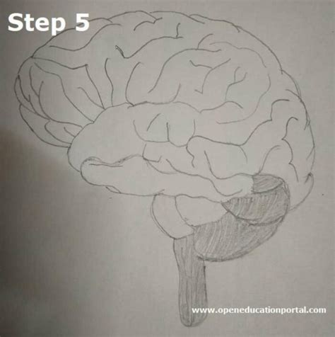 How To Draw A Brain Tutorials To Learn From