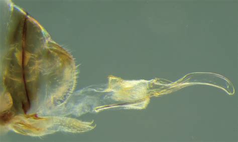 Why Evolution Reversed These Insects Sex Organs Quanta Magazine
