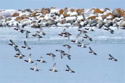 Redheads Aythya Americana And Greater Scaups Aythya Marila In Flight Along Collingwood