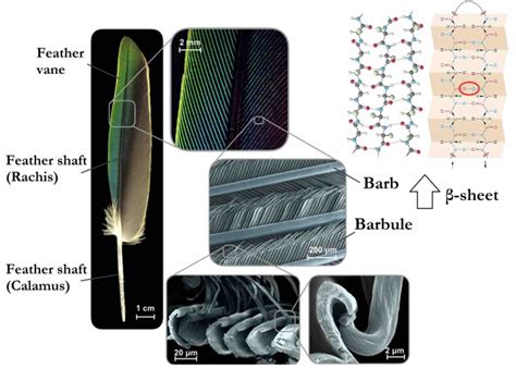 The Secret Of Bird Feathers Whats A Feather Look Like Under A Microscope Rs Science