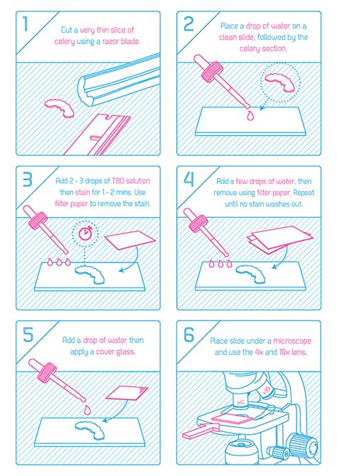 Instructional Infographic For A Scientific Experiment On Behance
