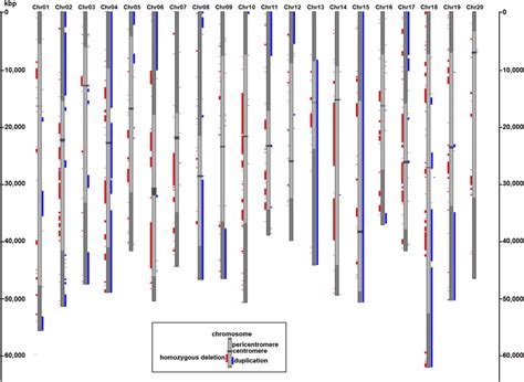 Genome Wide View Of Segmental Duplication And Deletion Event Coverage Download Scientific