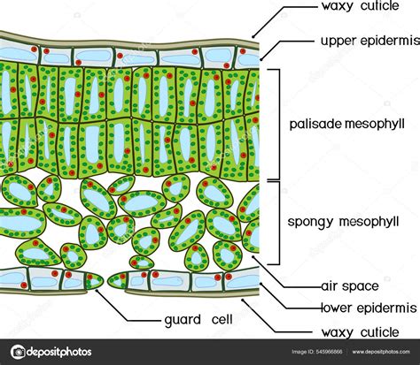 Sectional Diagram Plant Leaf Structure Cross Section Leaf Stock Vector By ©mariaflaya 545966866