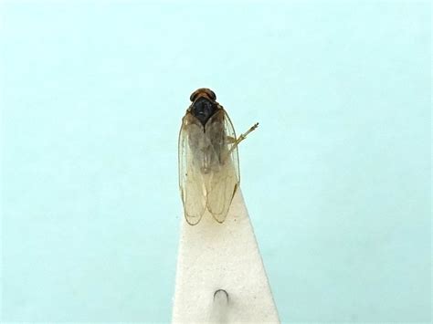 キガシラヒシウンカ Kuvera flaviceps 島根大学標本資料類データベース