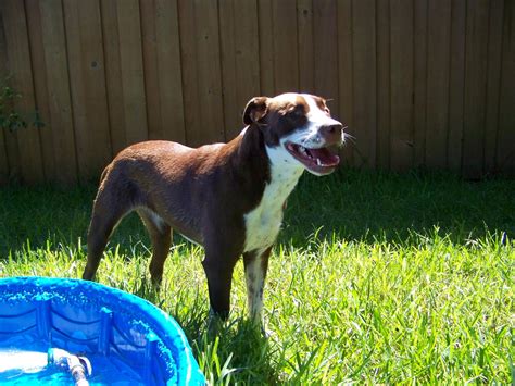 Daisy 100 9993 By Texasstarwildflower On Deviantart