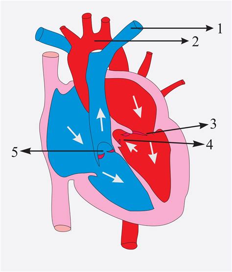 How To Draw Heart Diagram Class 10 Cbse