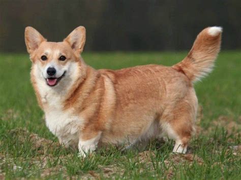 헉헉 이 엉덩이 누구꺼야 Feat 웰시코기 엉덩이의 비밀 인스티즈 Instiz 이슈 카테고리