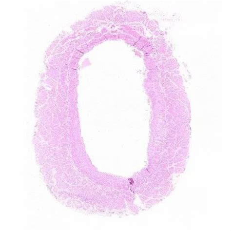 H And E Histology Slide Jejunum For Hospital For Medical Teaching