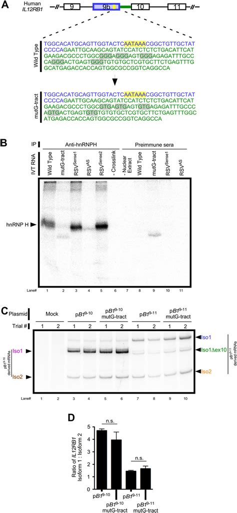 Hnrnp H Physically Associates With Il12rb1 Mrna In A G Tract Dependent