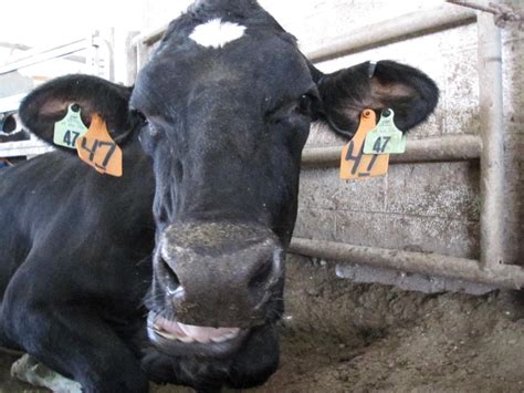 Farming By Faith At Spring Lawn Chewing The Cud