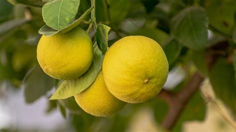 Nimbu Ke Upay Totke Vastu Tips In Hindi Do These Remedies Of Lemon For Good Luck Money Know Here
