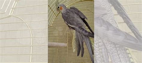 Кореллы купить в Казани Животные и зоотовары Авито