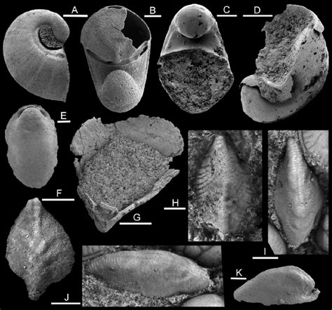 Mollusc Like Fossils Henson Gletscher Formation Cambrian Miaolingian Download Scientific