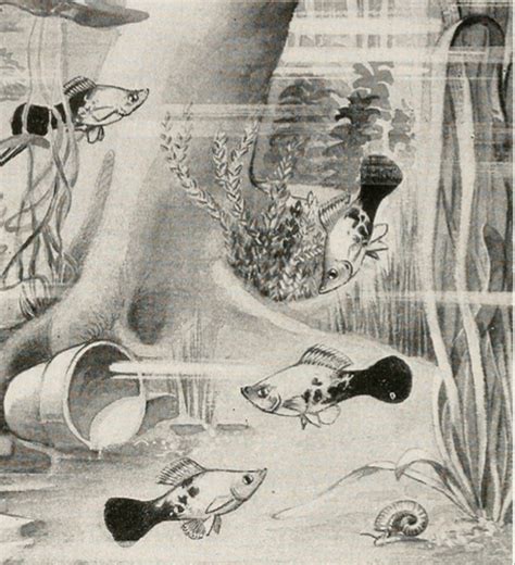 10 One Locus Models Of Selection Biology Libretexts