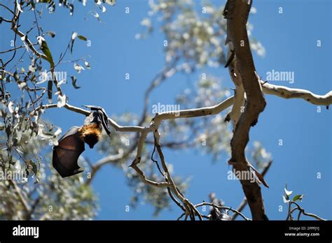 Fruit Bats Grey Headed Flying Foxes Hanging Upside Down In A Tree In