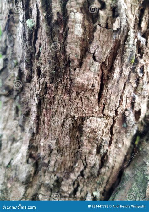 Tree Texture Background 2 Stock Photo Image Of Plant 281447798