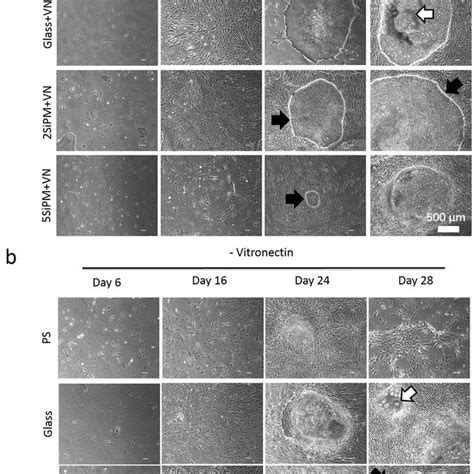 cell morphology during reprogramming representative morphologies are