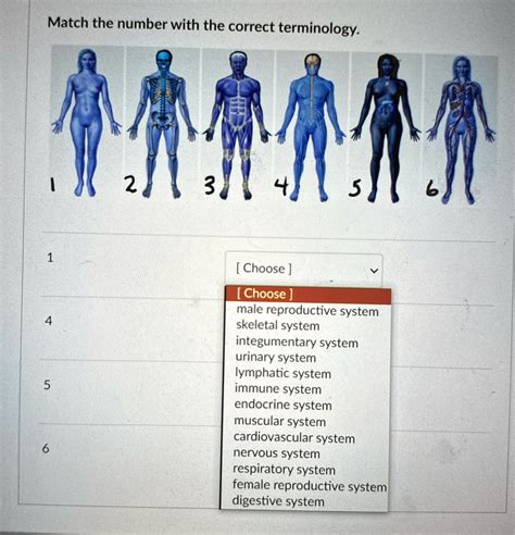 Match The Number With The Correct Terminology Choose Choose Male