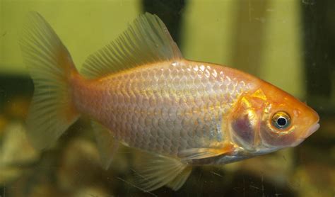 Adw Carassius Auratus Pictures