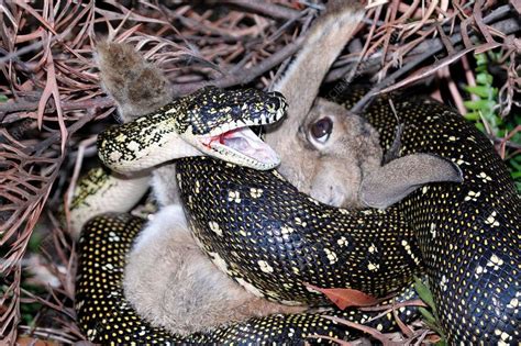 Diamond Python Constricting An Invasive European Rabbit Scrolller