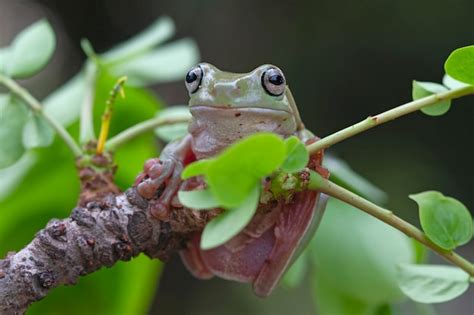 Free Photo Dumpy Frog Litoria Caerulea On Green Leaves Dumpy Frog On Branch Tree Frog On