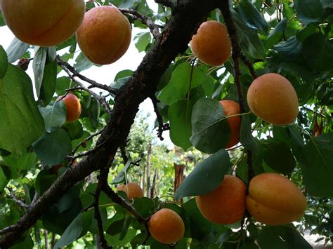Aufbereitete Erde | Hing´schaut und g´sund g´lebt