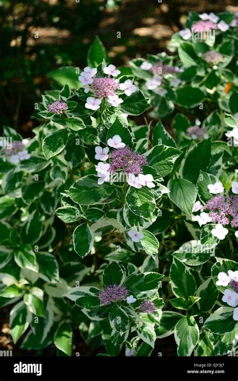 Hydrangea Macrophylla Mariesii Variegata Variegated Lacecap Purple Flowers Flower Folaige Leaves