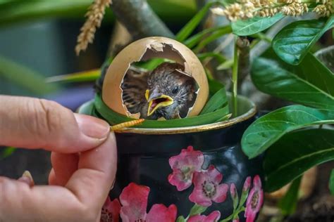 15 Ways To Use Eggshells Instead Of Throwing Them