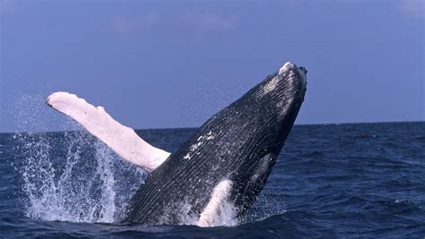 Blue Whales Vs Humpback Whales Main Differences