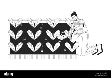 Spinach Harvesting Stock Vector Images Alamy