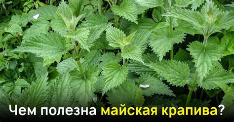 Польза крапивы