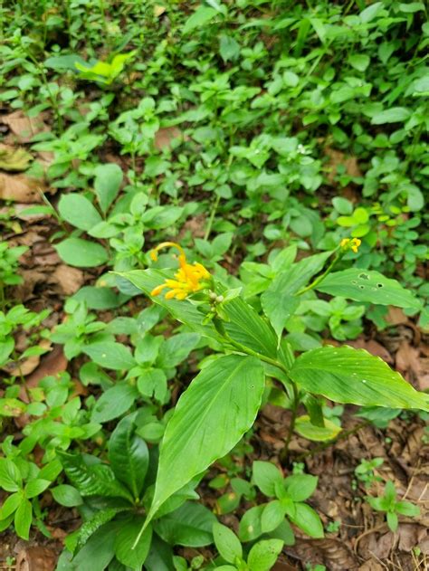 Globba Eflora Of India