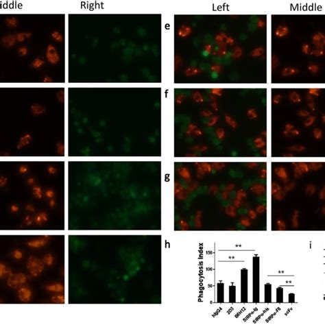 Ccrf High Content Cellomics Analysis Of The Phagocytic Activities Of Download Scientific