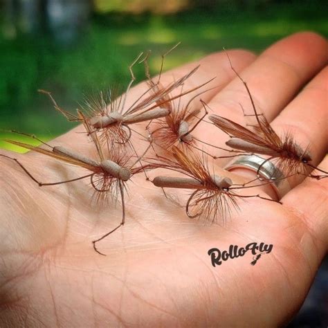 Whiting Farms On Instagram “nice Pattern Rollofly Vaaksiainen Koko