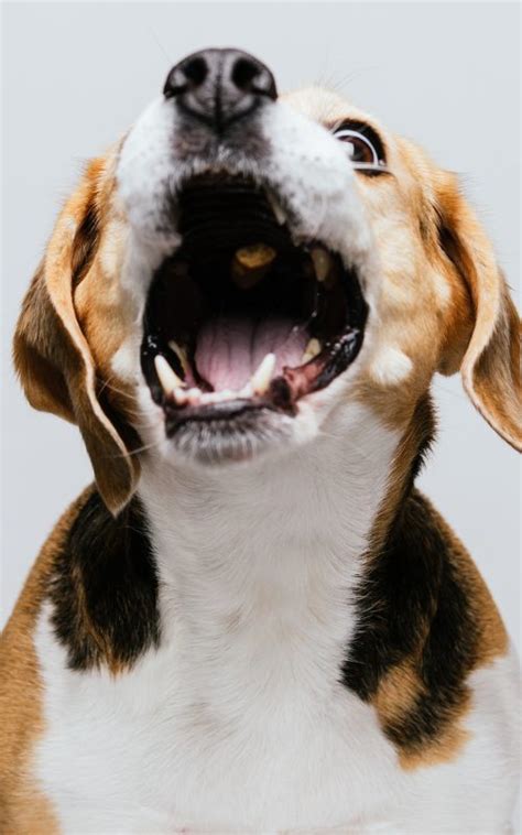 The Problem Of Excessive Barking Understanding The Behavior And