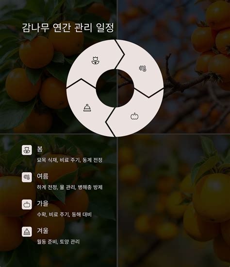 감나무 묘목심는시기 재배법 완벽정리