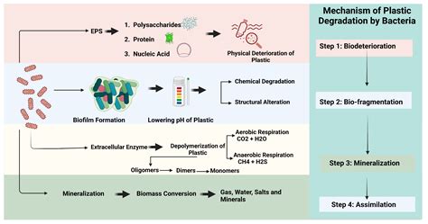 Ecotoxicological Impact Of Bioplastics Biodegradation A Comprehensive