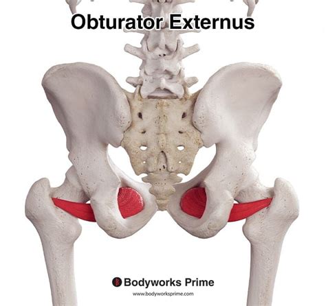Obturator Externus Muscle Anatomy Bodyworks Prime
