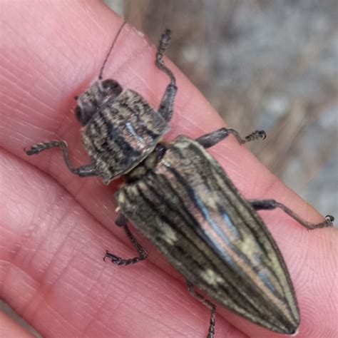 소나무비단벌레